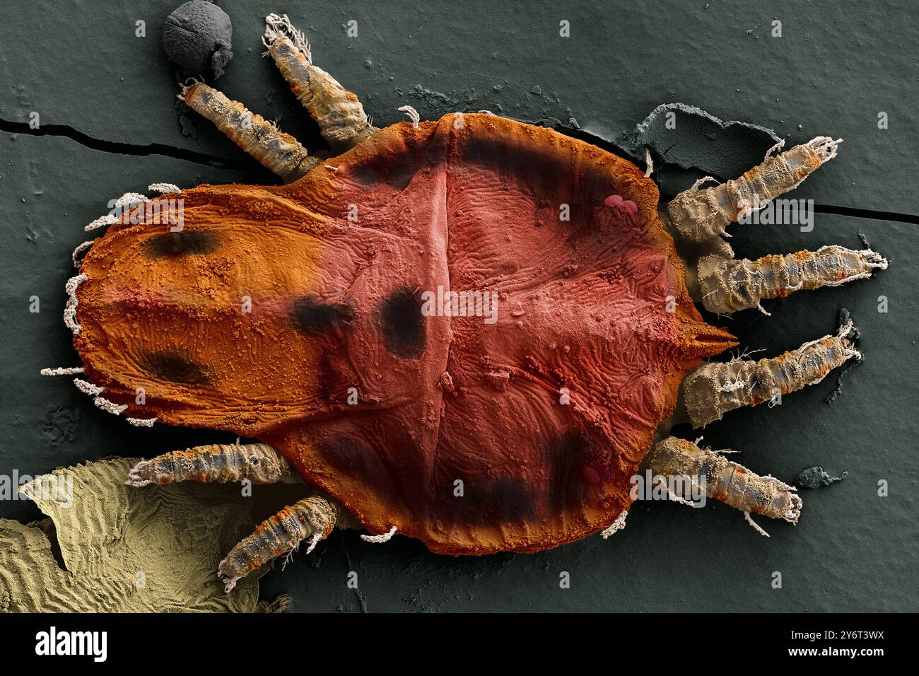 Brazilian rubber tree mite, Tenuipalpus hevae Stock Photo - Alamy