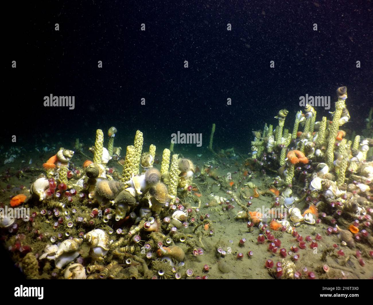 Cold seep ocean hi-res stock photography and images - Alamy