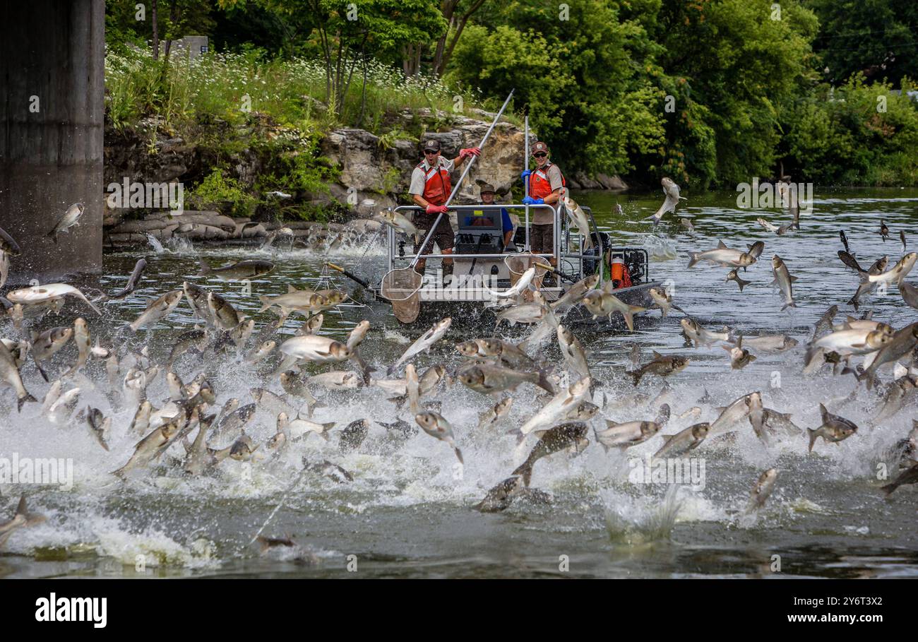 Invasive Silver Carp, Fox River, Illinois Stock Photo - Alamy