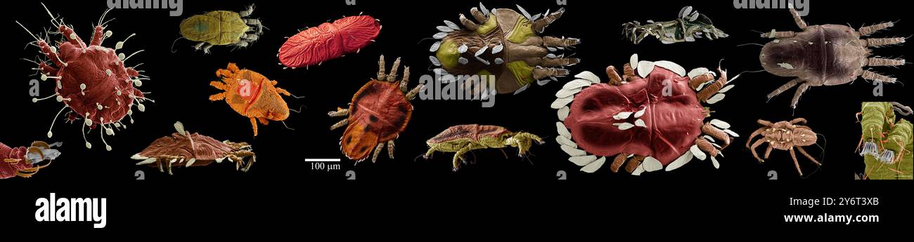 Tropical Flat Mites, SEM Stock Photo - Alamy