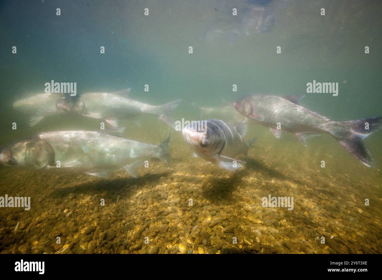 Invasive Silver Carp Underwater Stock Photo - Alamy