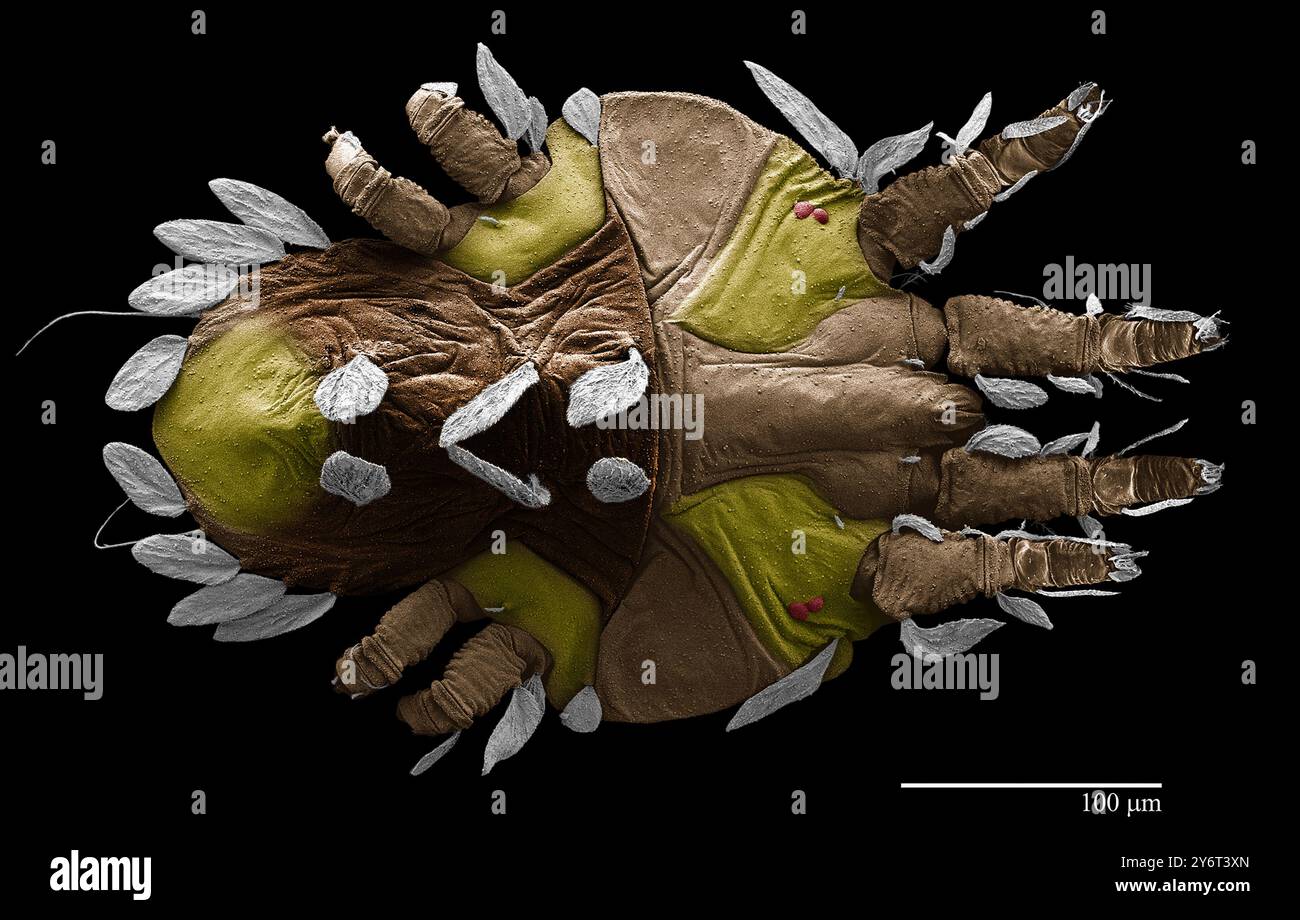 Coffee Drinking Flat Mite, SEM Stock Photo - Alamy