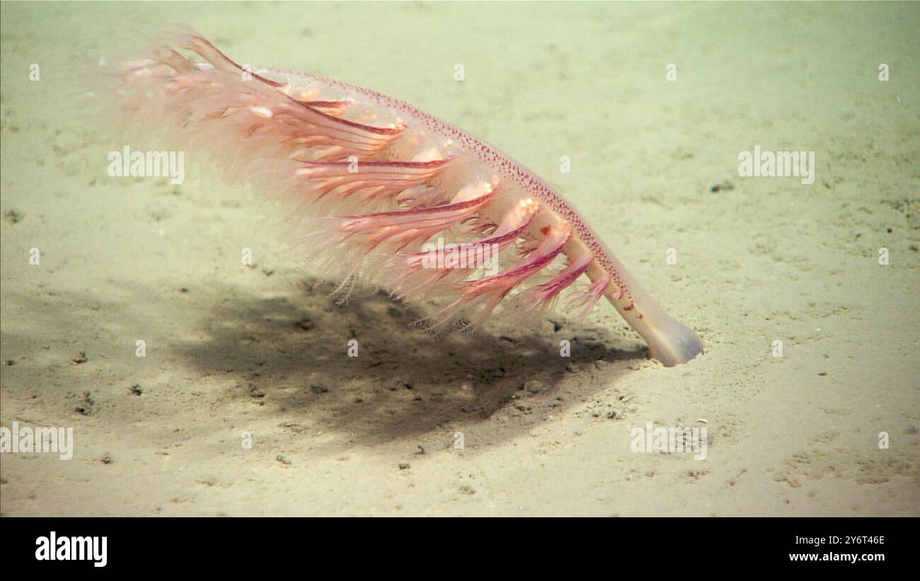 Sea Pen on Seafloor Stock Photo - Alamy