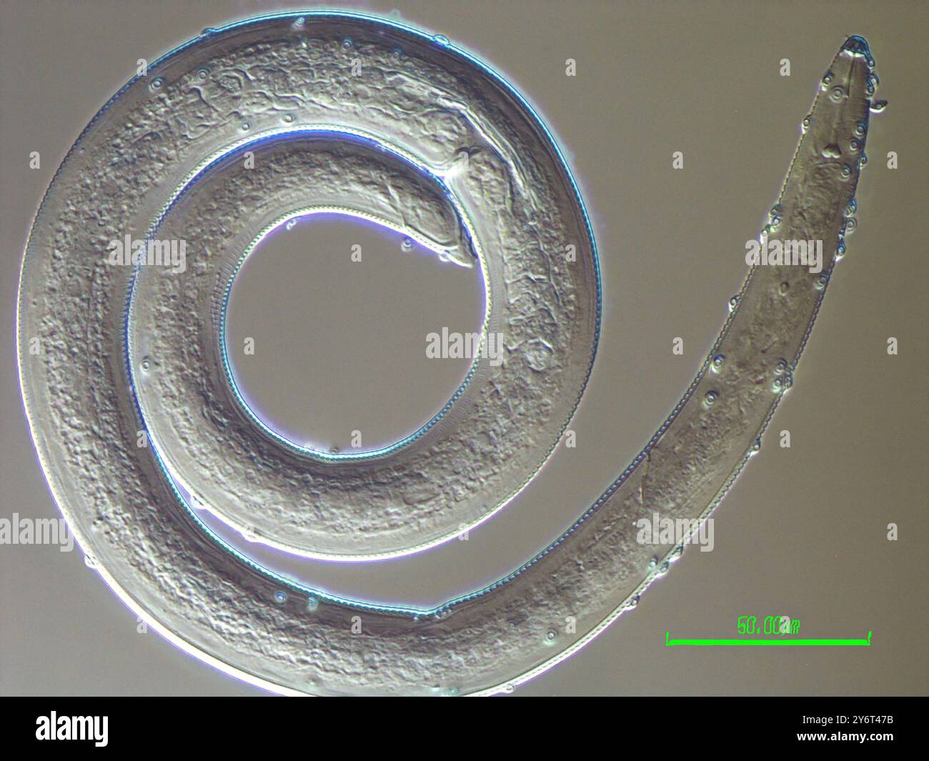 Nematode hi-res stock photography and images - Alamy