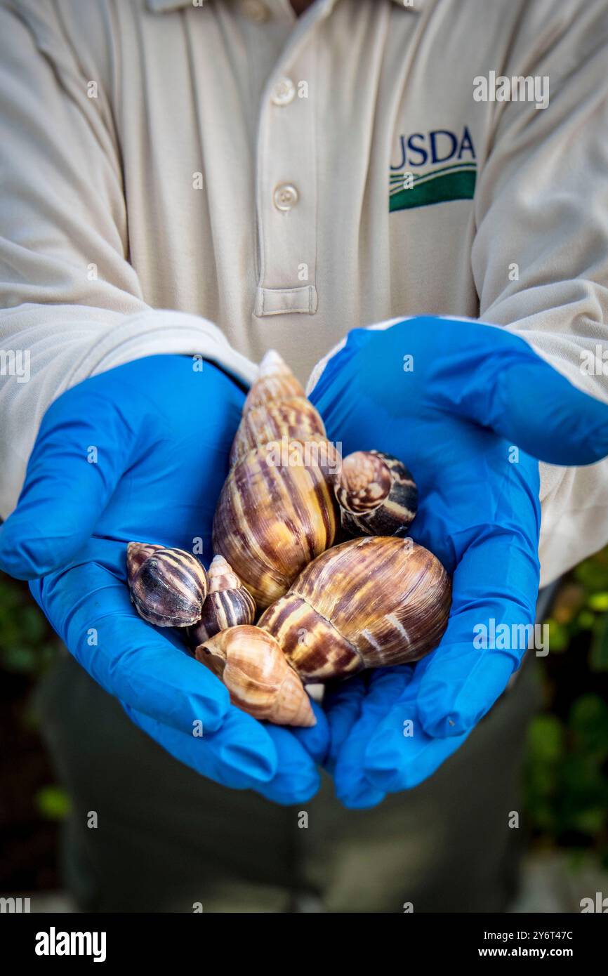 Invasive Giant African Snails, Puerto Rico Stock Photo - Alamy