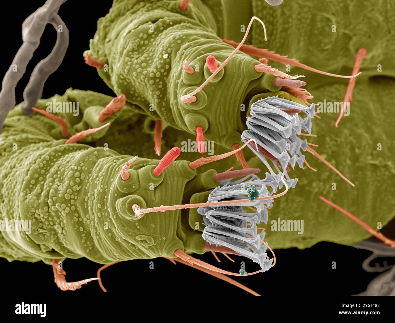 Flat Mite, Brevipalpus yothersi, SEM Stock Photo - Alamy