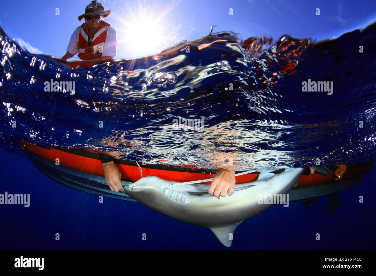 Tagging Galapagos Shark Stock Photo - Alamy Tagging Galapagos Shark Stock Photo - Alamy