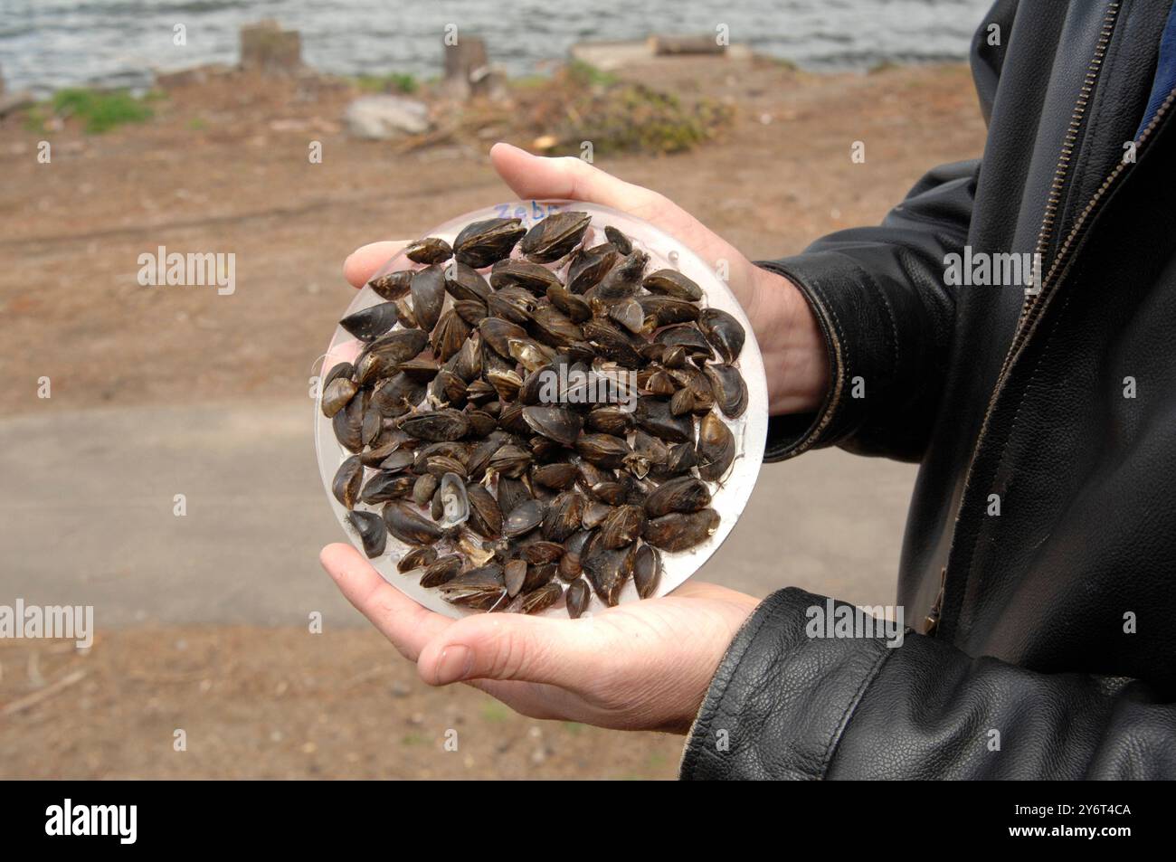 Invasive Zebra Mussels Stock Photo - Alamy