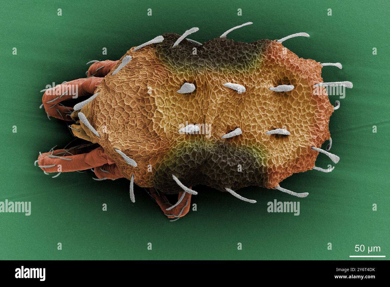 Mite sem hi-res stock photography and images - Alamy