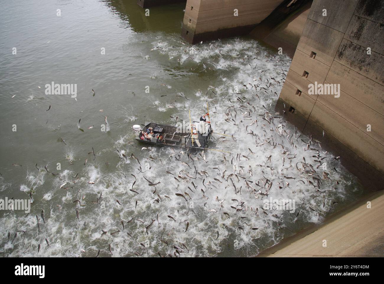 Electrofishing Invasive Carp, Barkley Dam, KY Stock Photo - Alamy