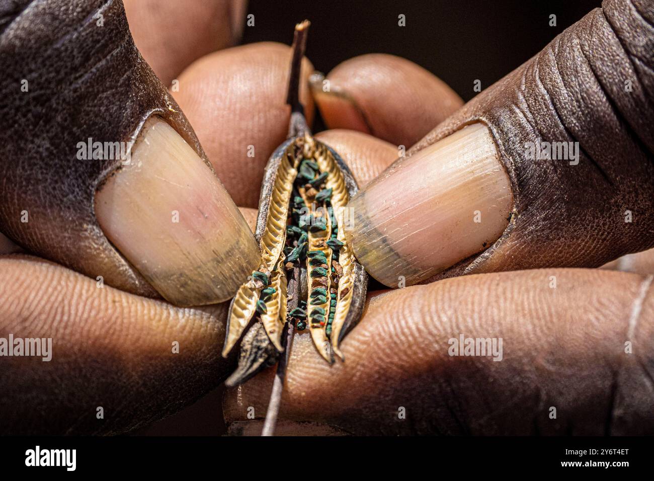Jute mallow corchorus olitorius seeds hi-res stock photography and ...