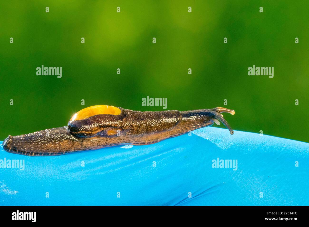 Invasive Parmarion Slug, Puerto Rico Stock Photo - Alamy