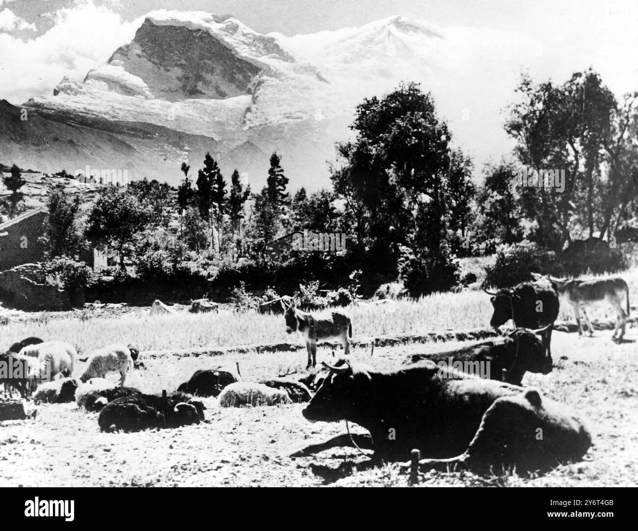 LANDSLIDE LIVESTOCK BEFORE LANDSLIDE HUARAZ IN PERU 14 JANUARY 1962 ...