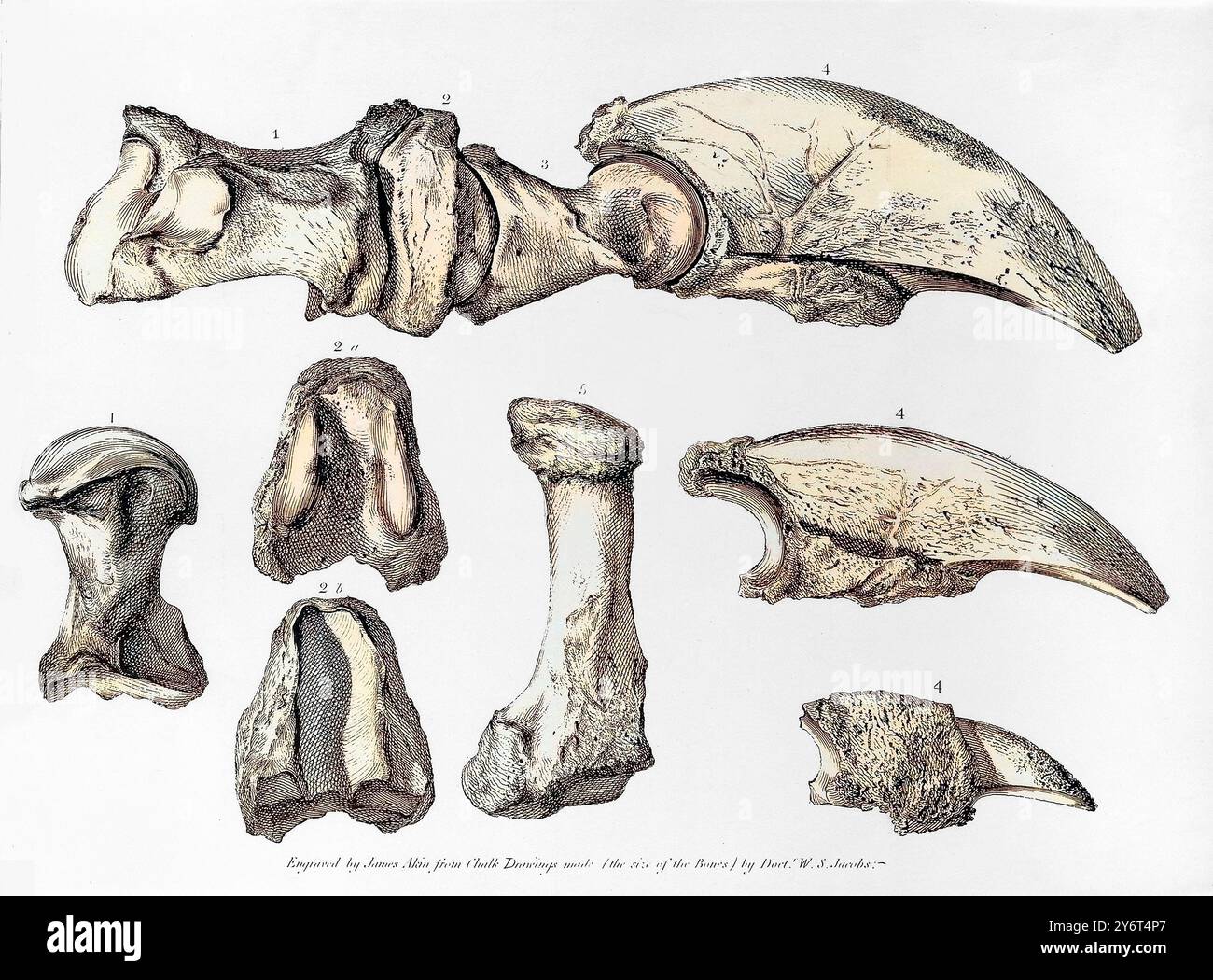Ground Sloth Bones, Megalonyx jeffersonii Stock Photo - Alamy
