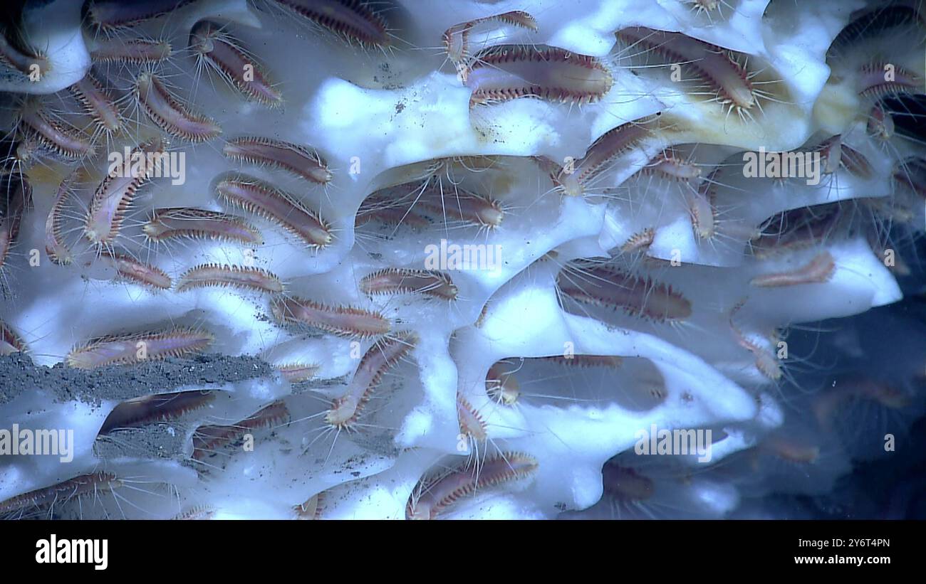 Ice worms hi-res stock photography and images - Alamy