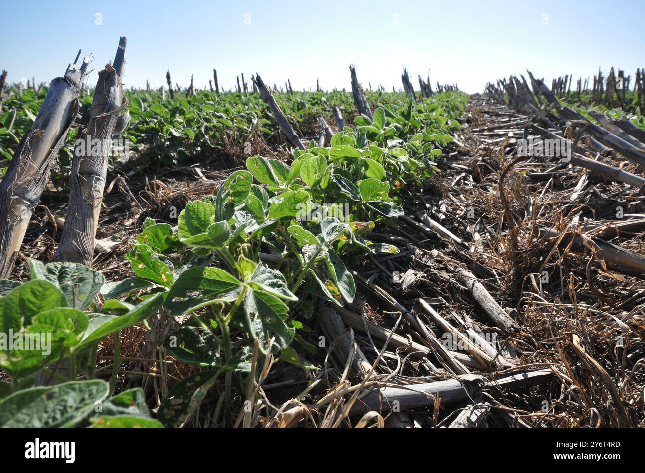 Soybeans and Cover Crop Remnant Stock Photo - Alamy