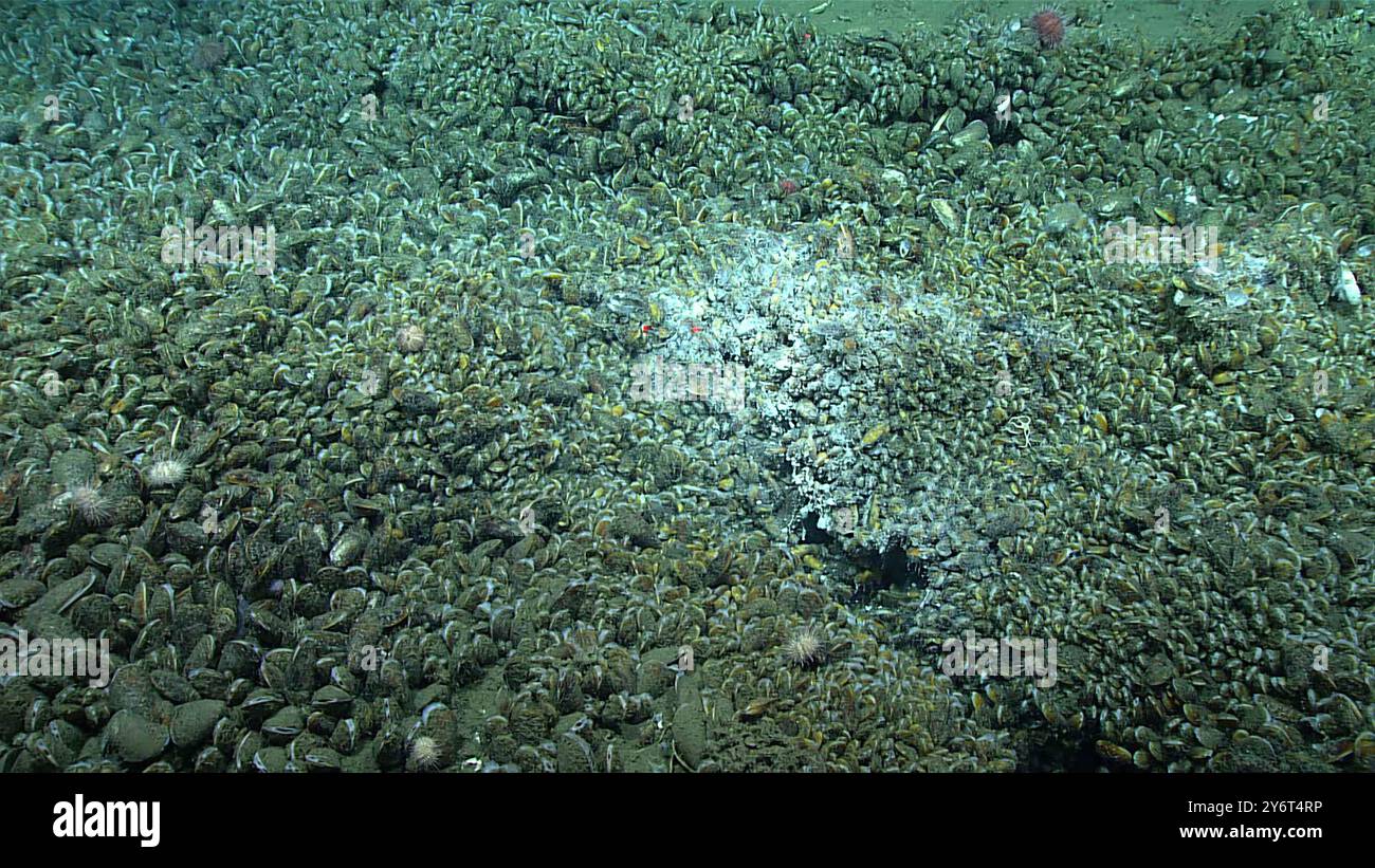 Mussels and Bacterial Mats, Deepsea Stock Photo - Alamy