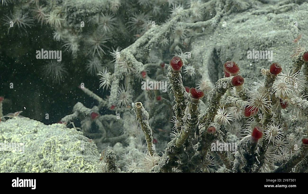 Siboglinidae hi-res stock photography and images - Alamy