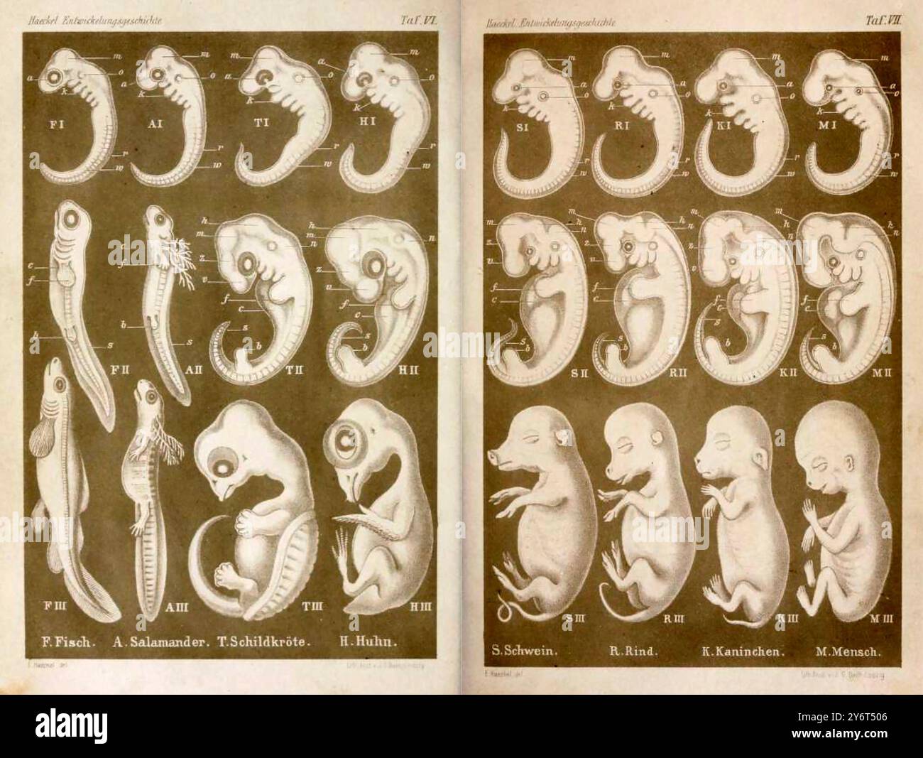 Fetal development species hi-res stock photography and images - Alamy