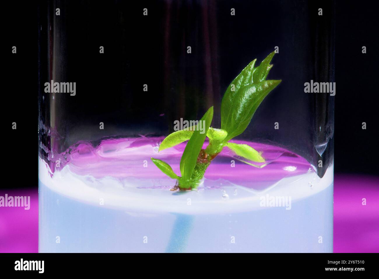 Blueberry Plant Grown in Test Tube Stock Photo - Alamy