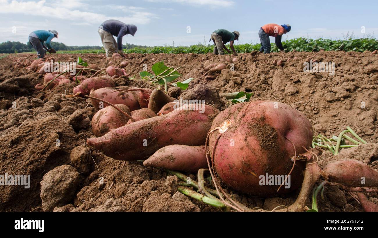American migrant workers hi-res stock photography and images - Alamy