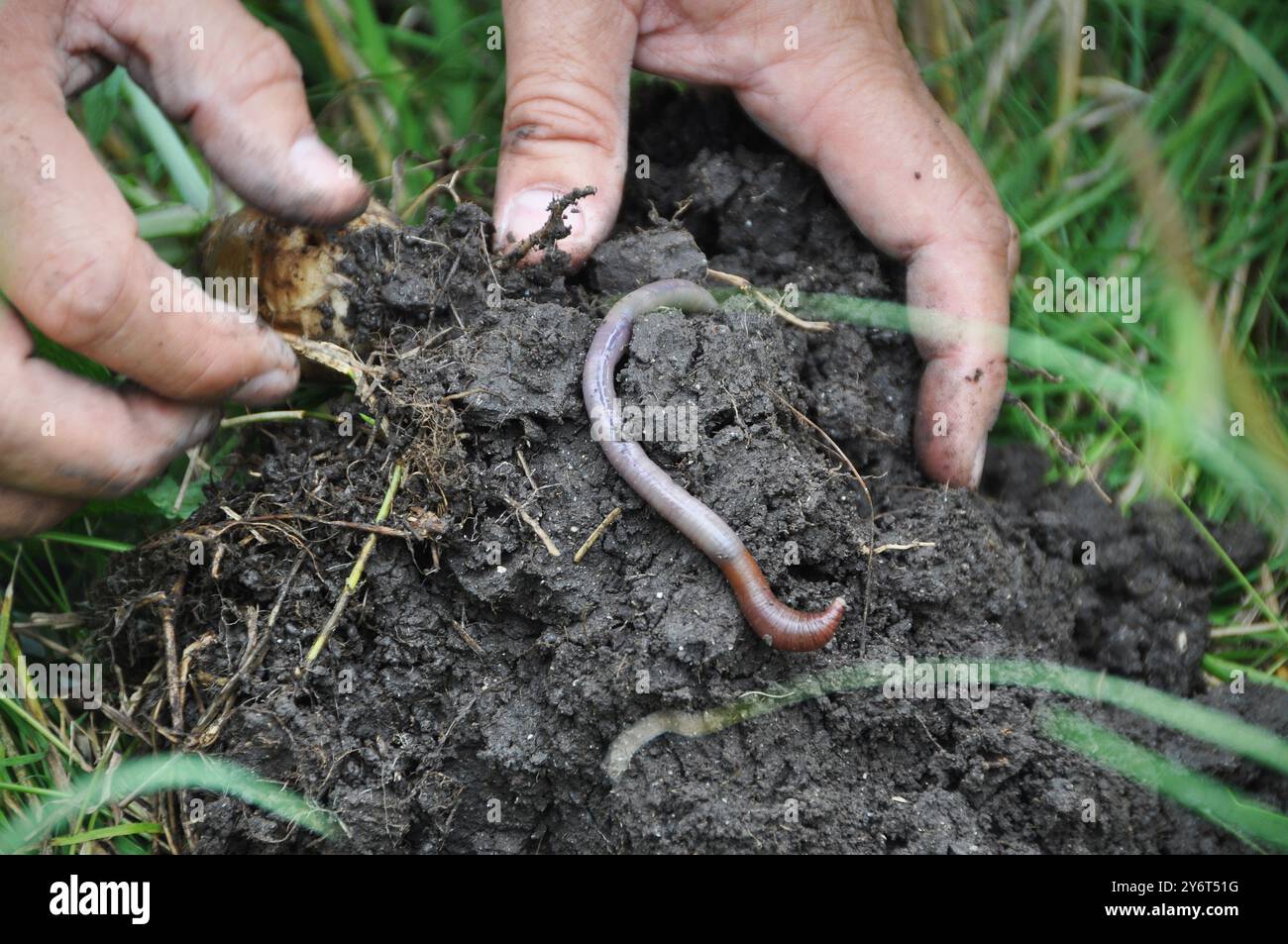 Healthy Soil with Earthworms Stock Photo - Alamy