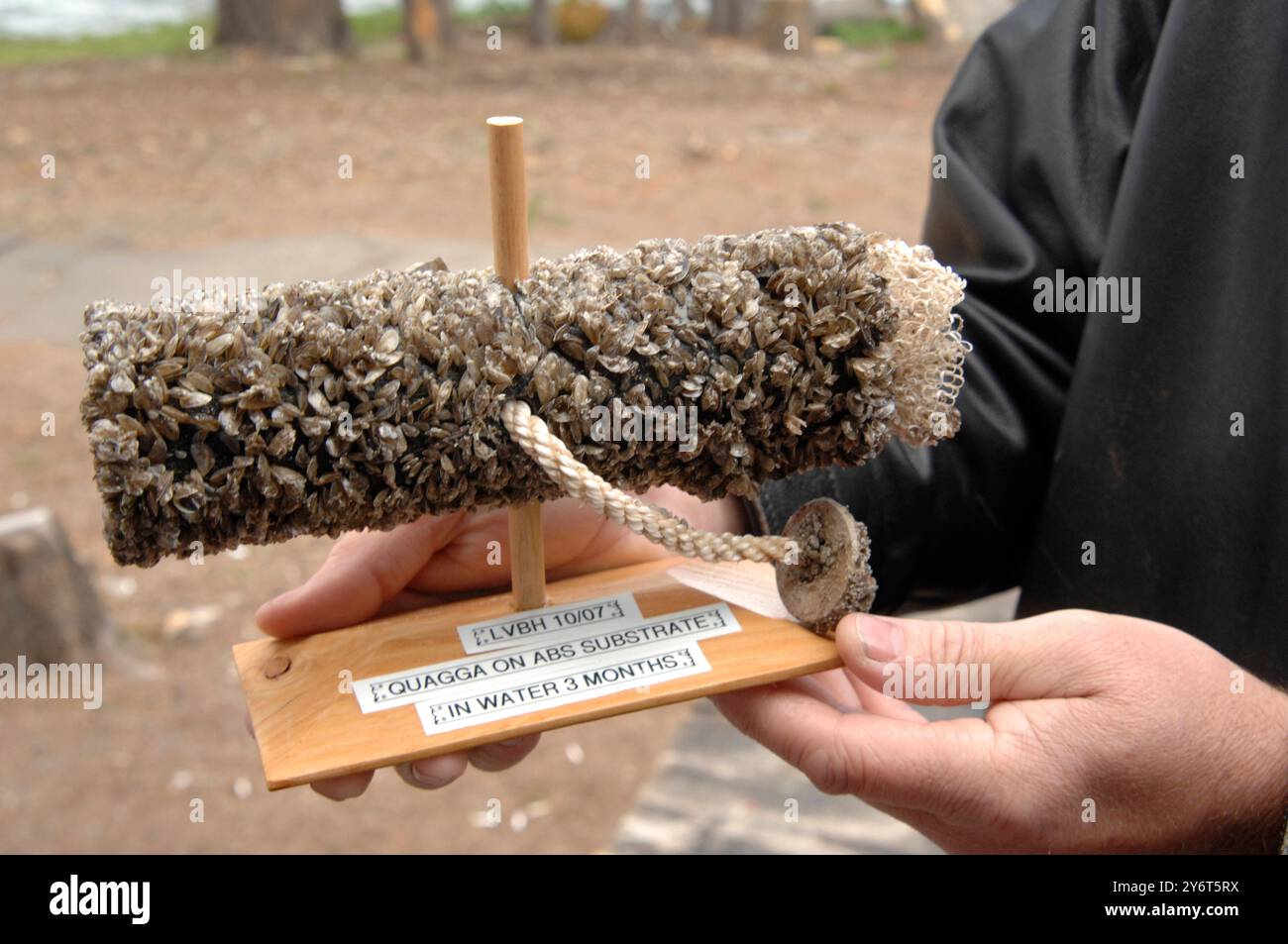 Invasive Quagga Mussels Stock Photo - Alamy