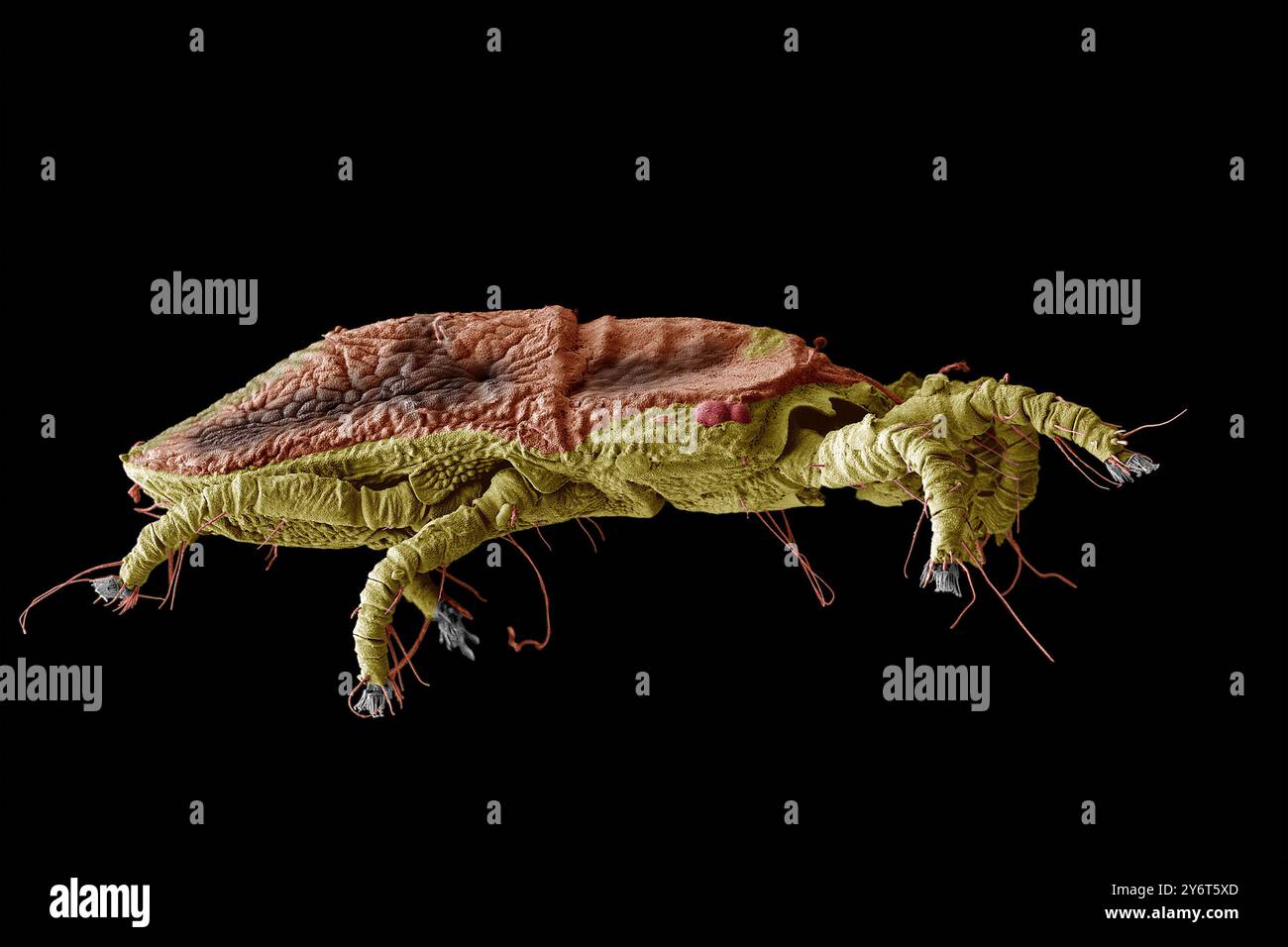 Flat Mite, Brevipalpus yothersi, SEM Stock Photo - Alamy