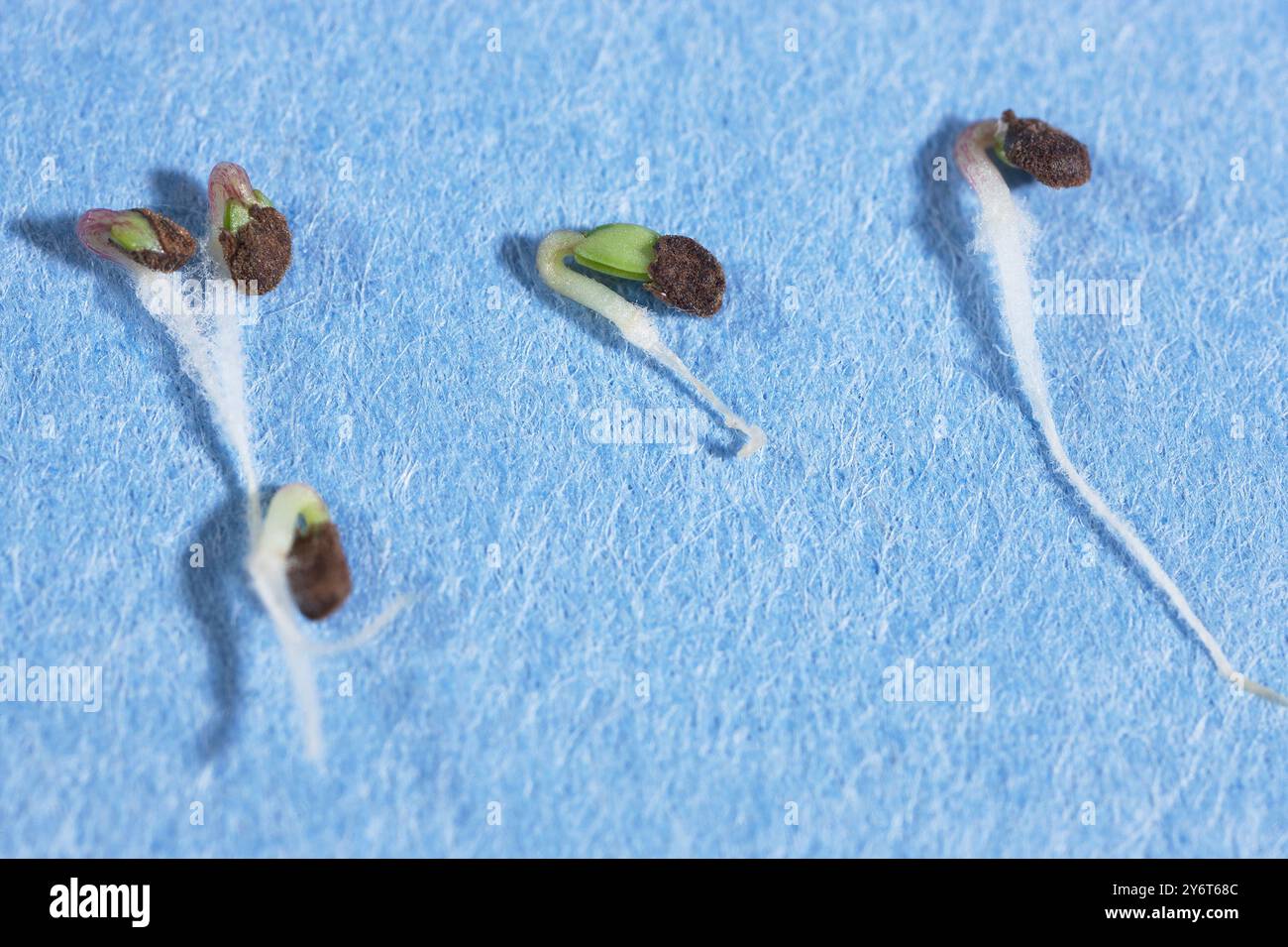 Germinating Seeds from 1948 Stock Photo - Alamy