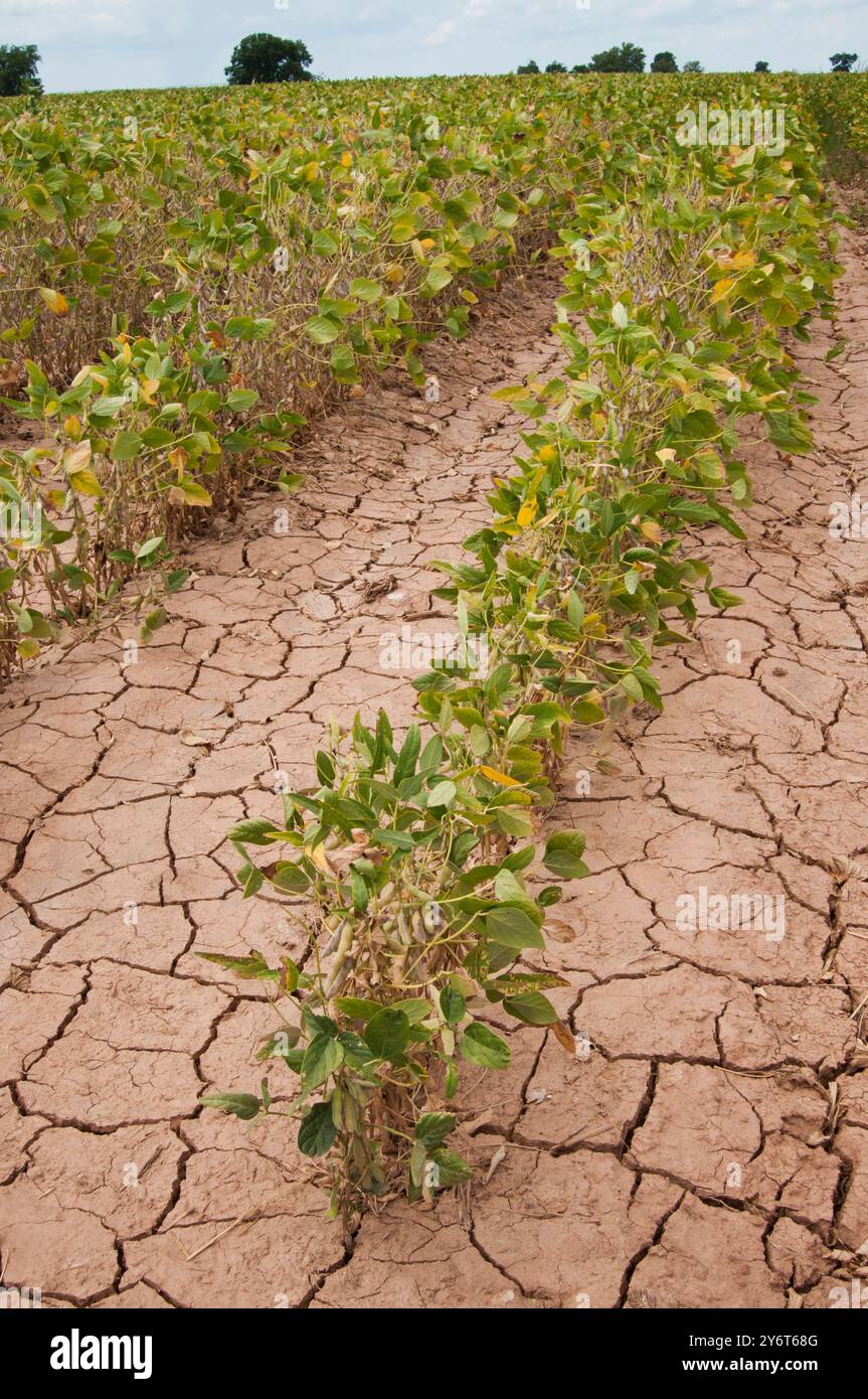 Soybeans, Drought, Texas Stock Photo - Alamy
