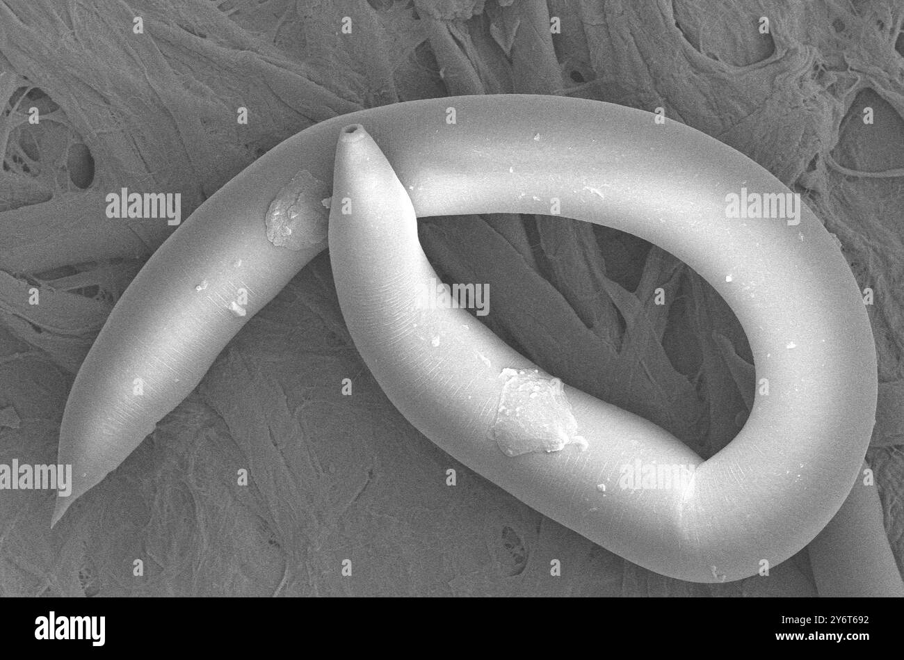Nematodes soil hi-res stock photography and images - Alamy