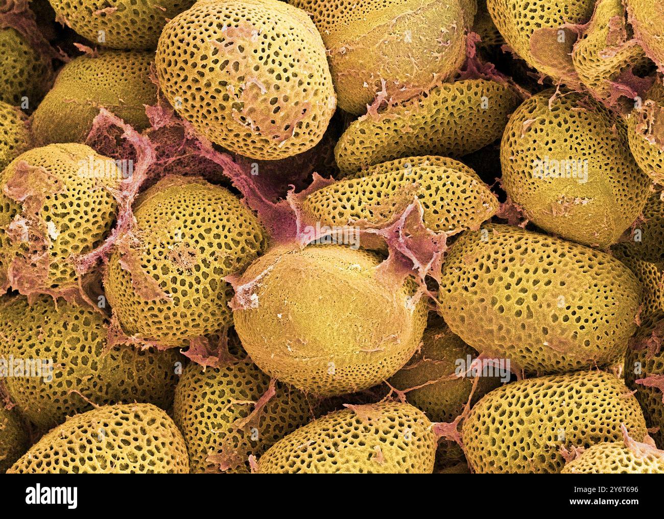Fresh pollen from honeybee cells hi-res stock photography and images ...