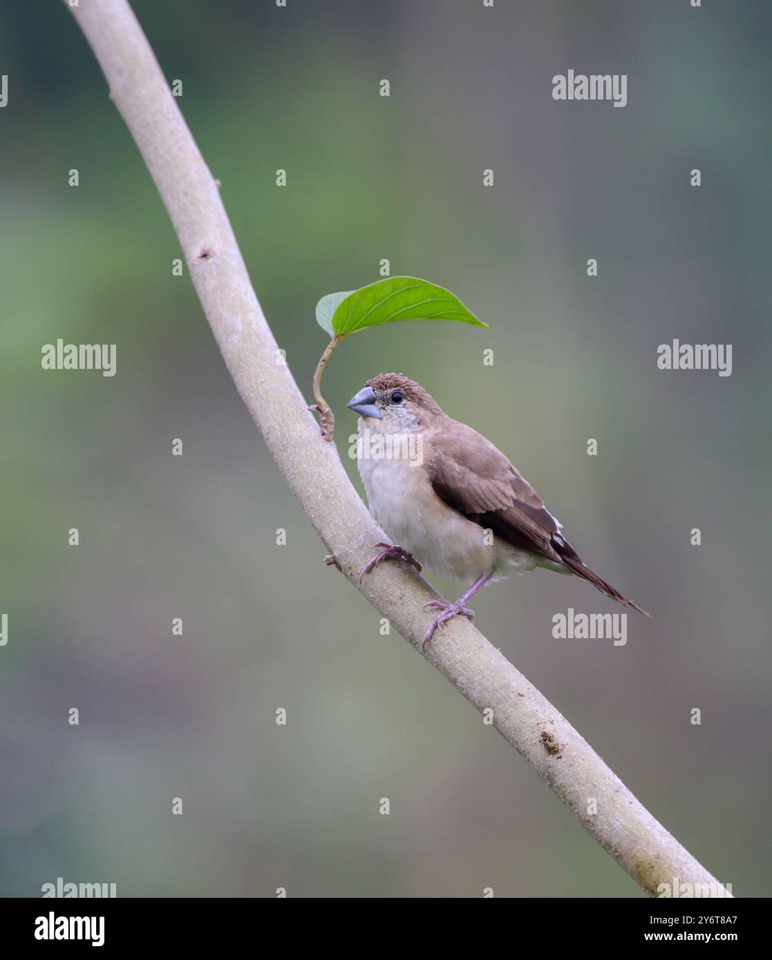 Silver bill bird hi-res stock photography and images - Alamy