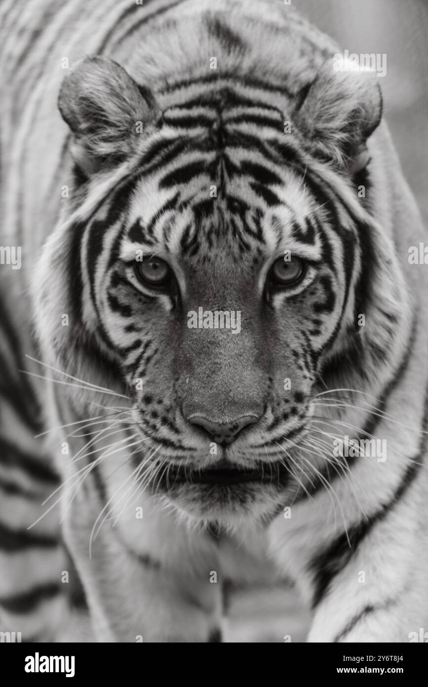 Close-up black and white photograph of a tiger staring directly into ...