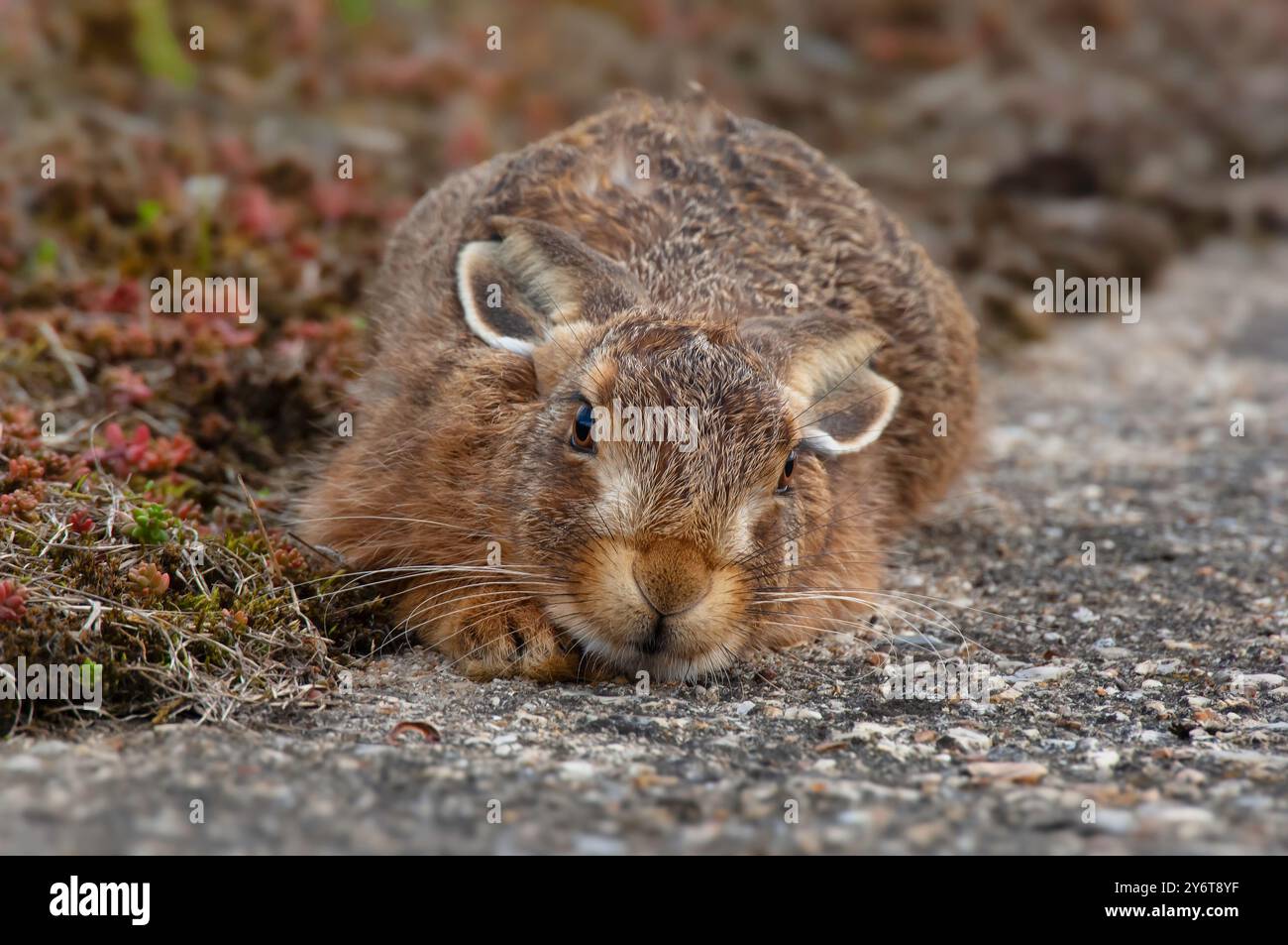 A Juvenile Brown Hare Lepus europaeus laying prone on the ground ...