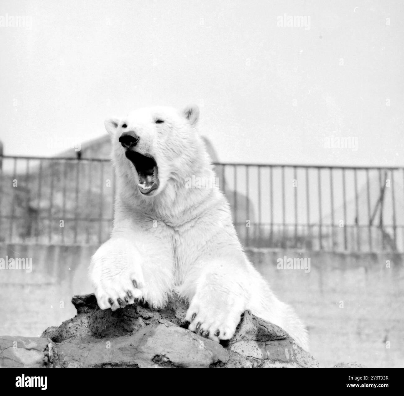 POLAR BEAR AT LONDON ZOO 20 DECEMBER 1961 Stock Photo - Alamy