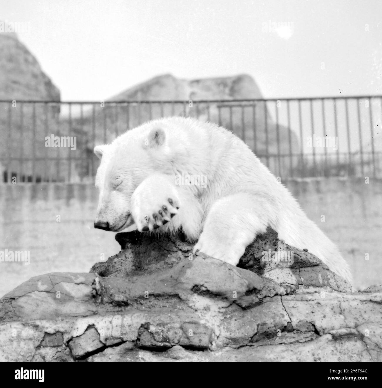 POLAR BEAR AT LONDON ZOO 20 DECEMBER 1961 Stock Photo - Alamy