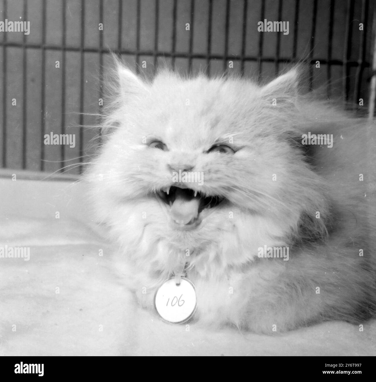 Champion cat show hi-res stock photography and images - Alamy