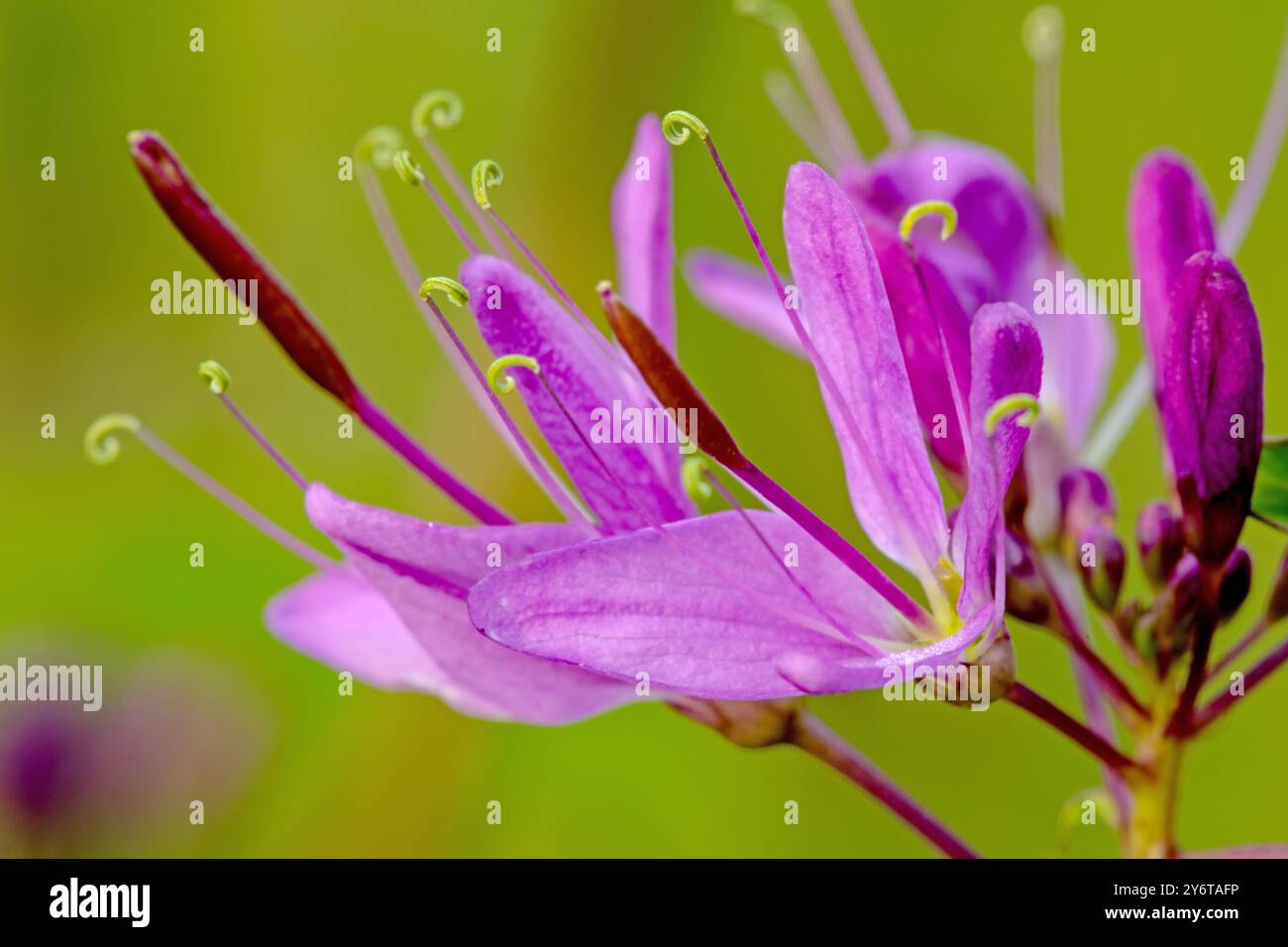 Rocky Mountain bee-plant (cleome serrulata Stock Photo - Alamy