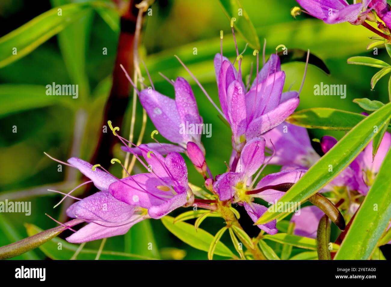 Rocky Mountain bee-plant (cleome serrulata Stock Photo - Alamy