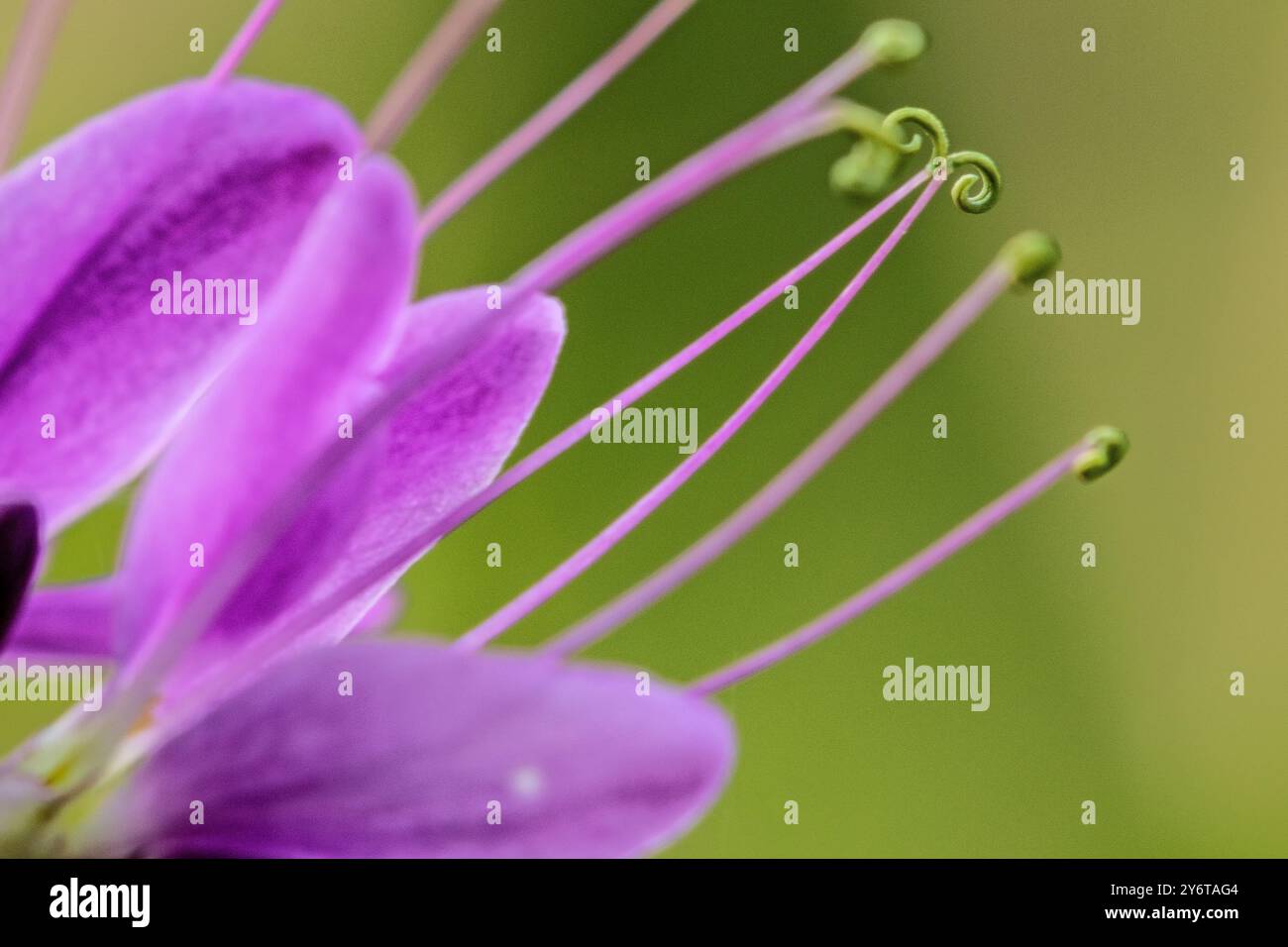 Rocky Mountain bee-plant (Cleome serrulata Stock Photo - Alamy