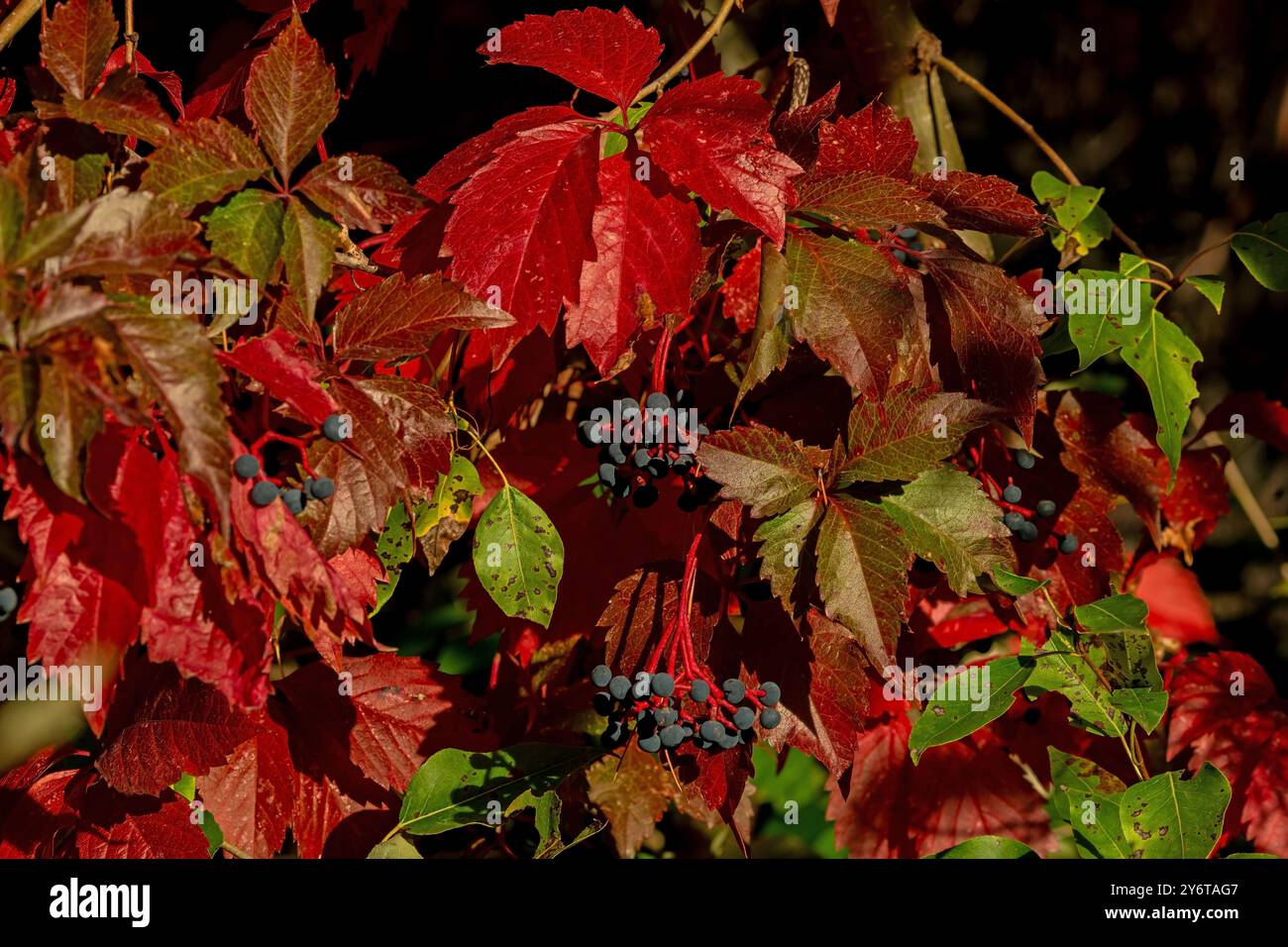 Virginia Creeper vine Stock Photo - Alamy