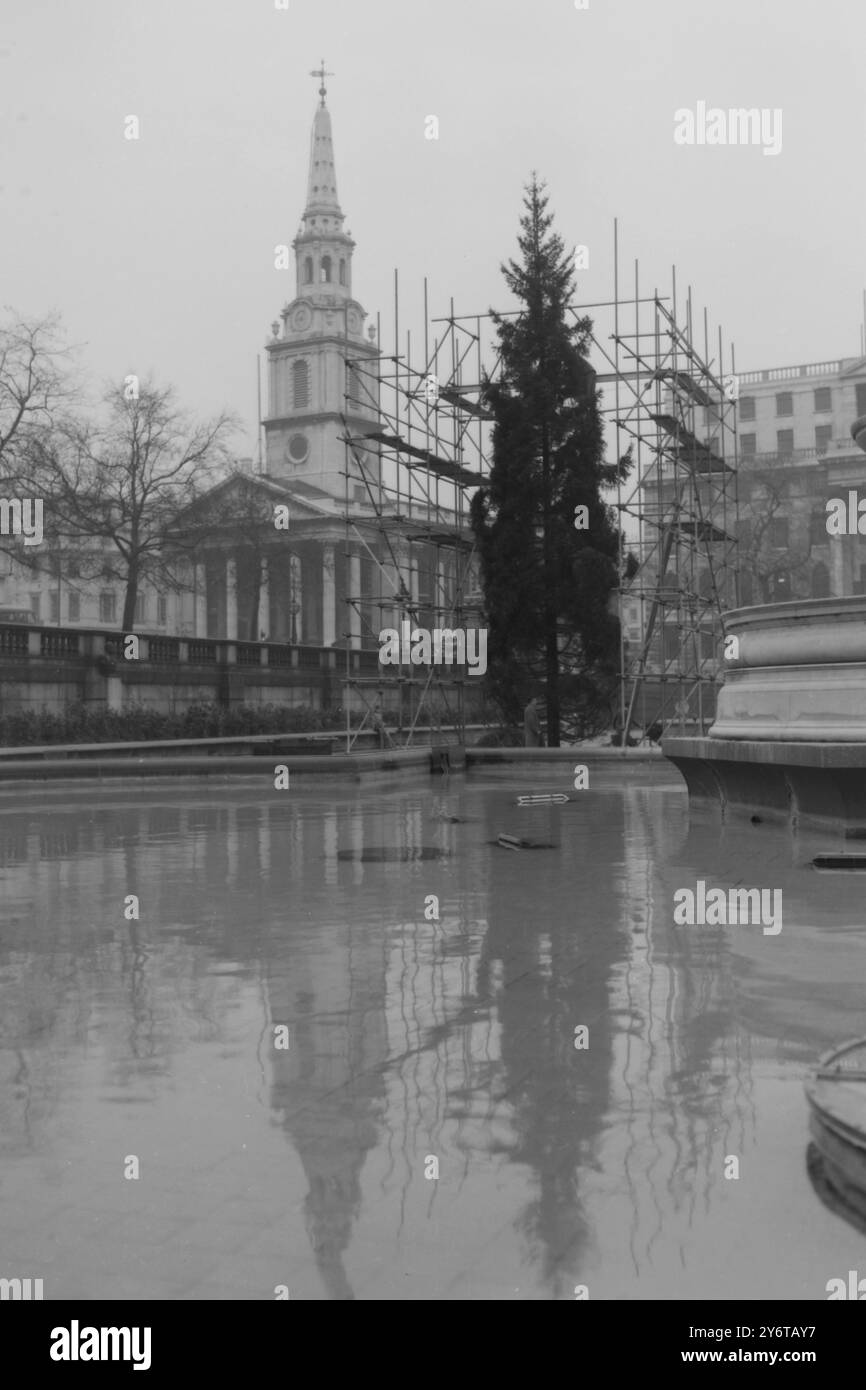 CHRISTMAS TREE FROM OSLO ERECTED AT TRAFALGAR SQUARE IN LONDON 8 ...