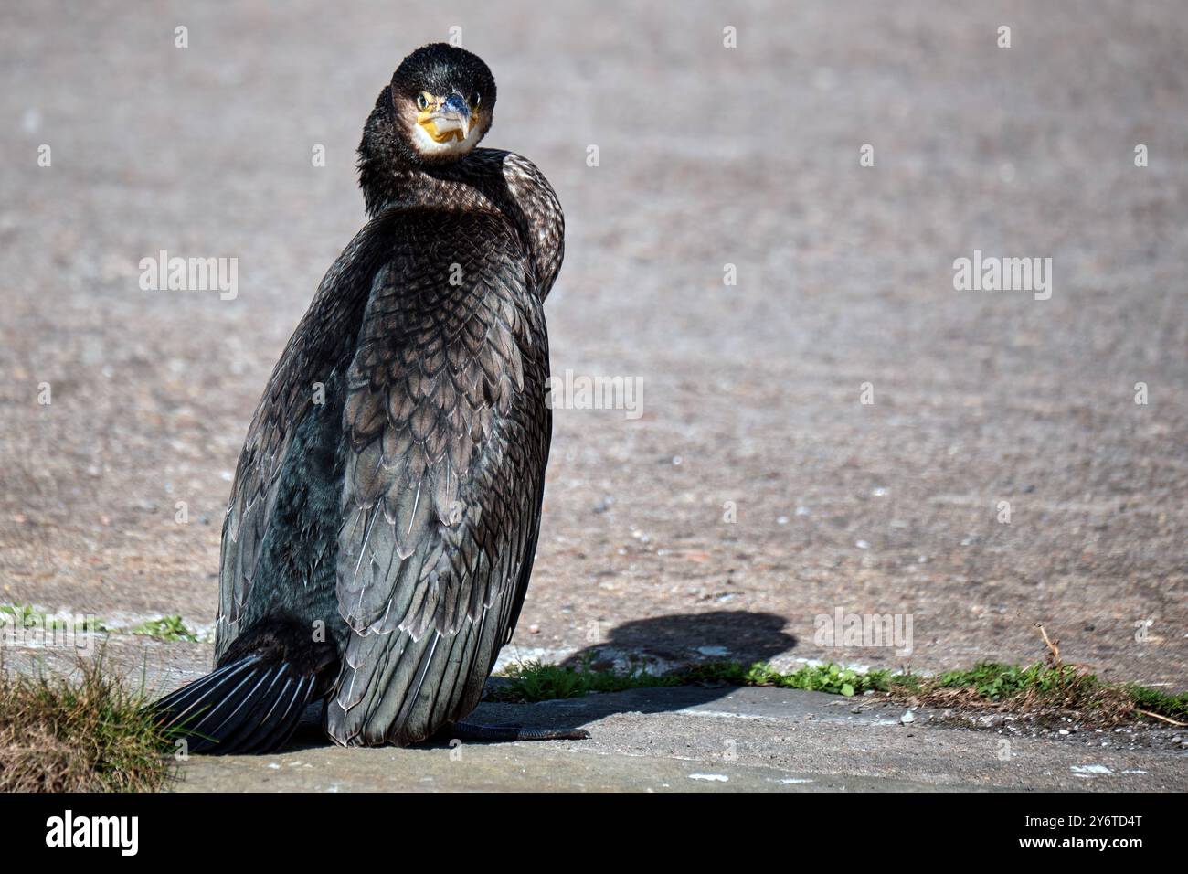 Flying cormorant art hi-res stock photography and images - Alamy