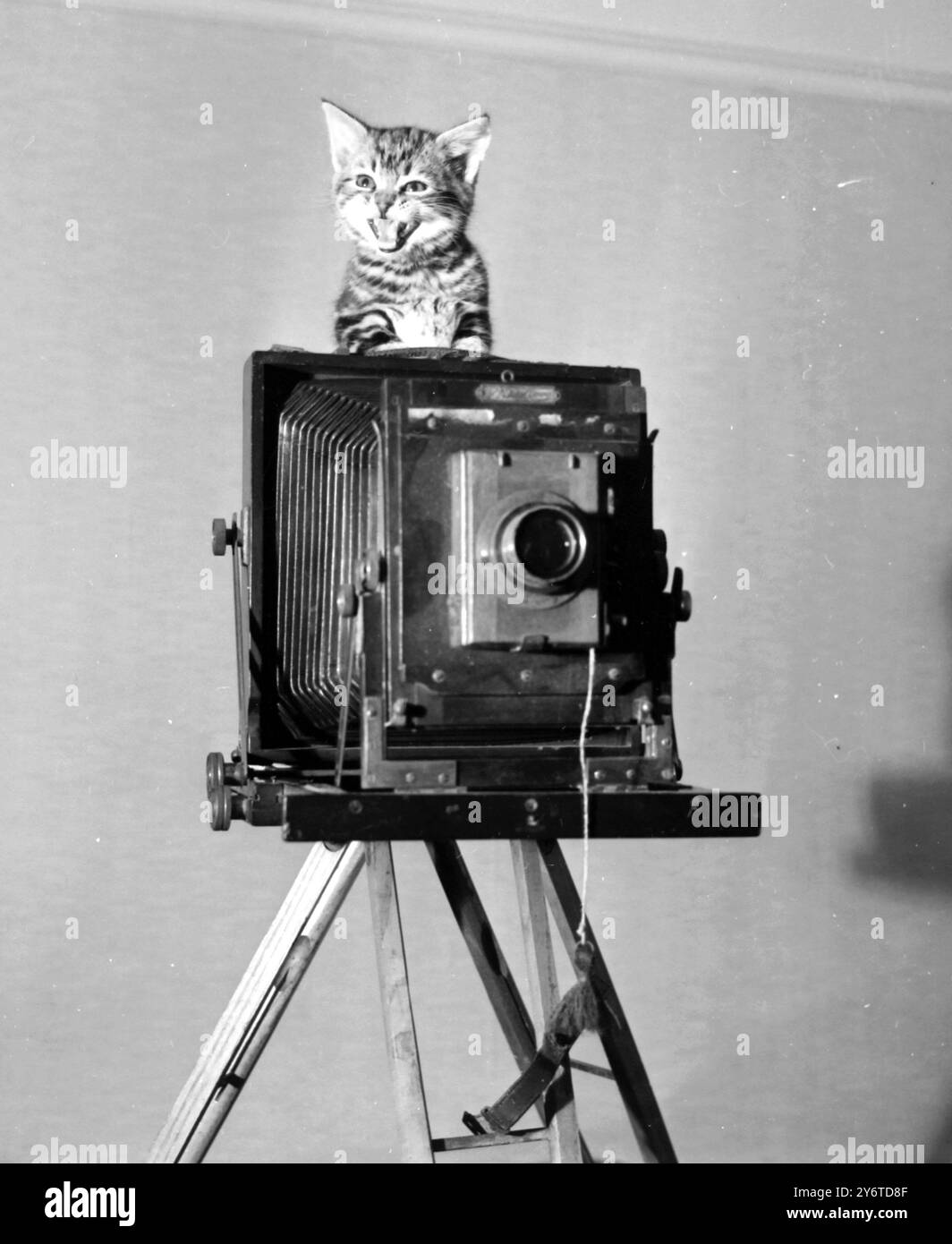 Cat 22 a Black and White Stock Photos & Images - Alamy