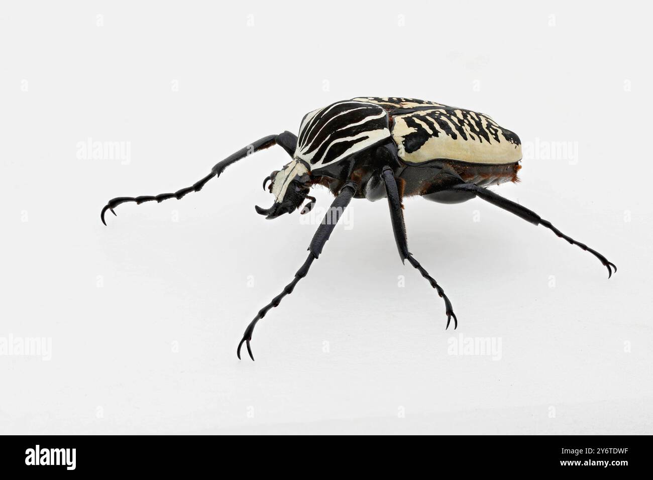 Goliath beetle hi-res stock photography and images - Alamy