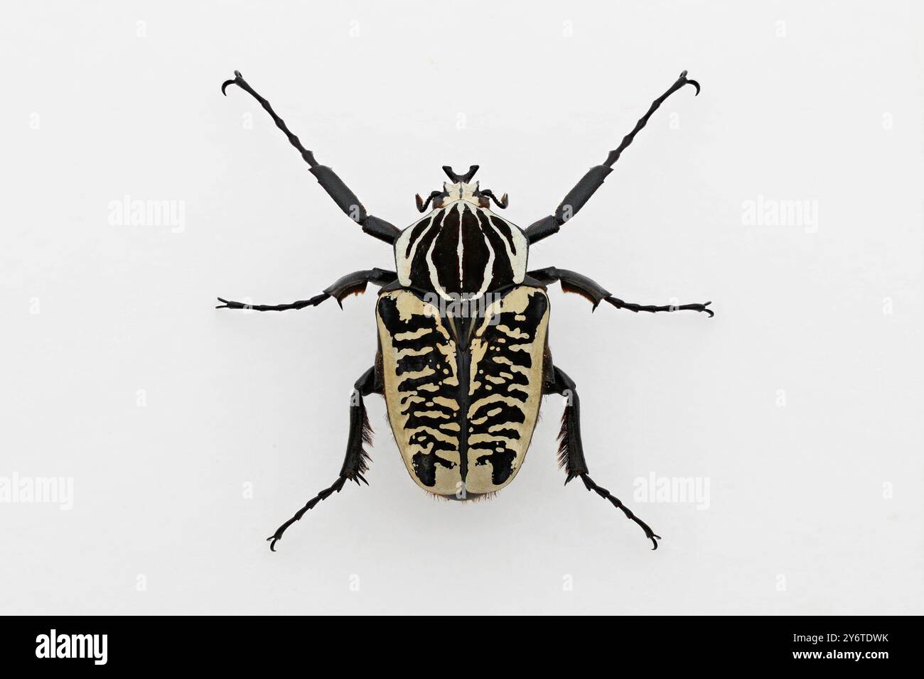 Goliath beetle hi-res stock photography and images - Alamy