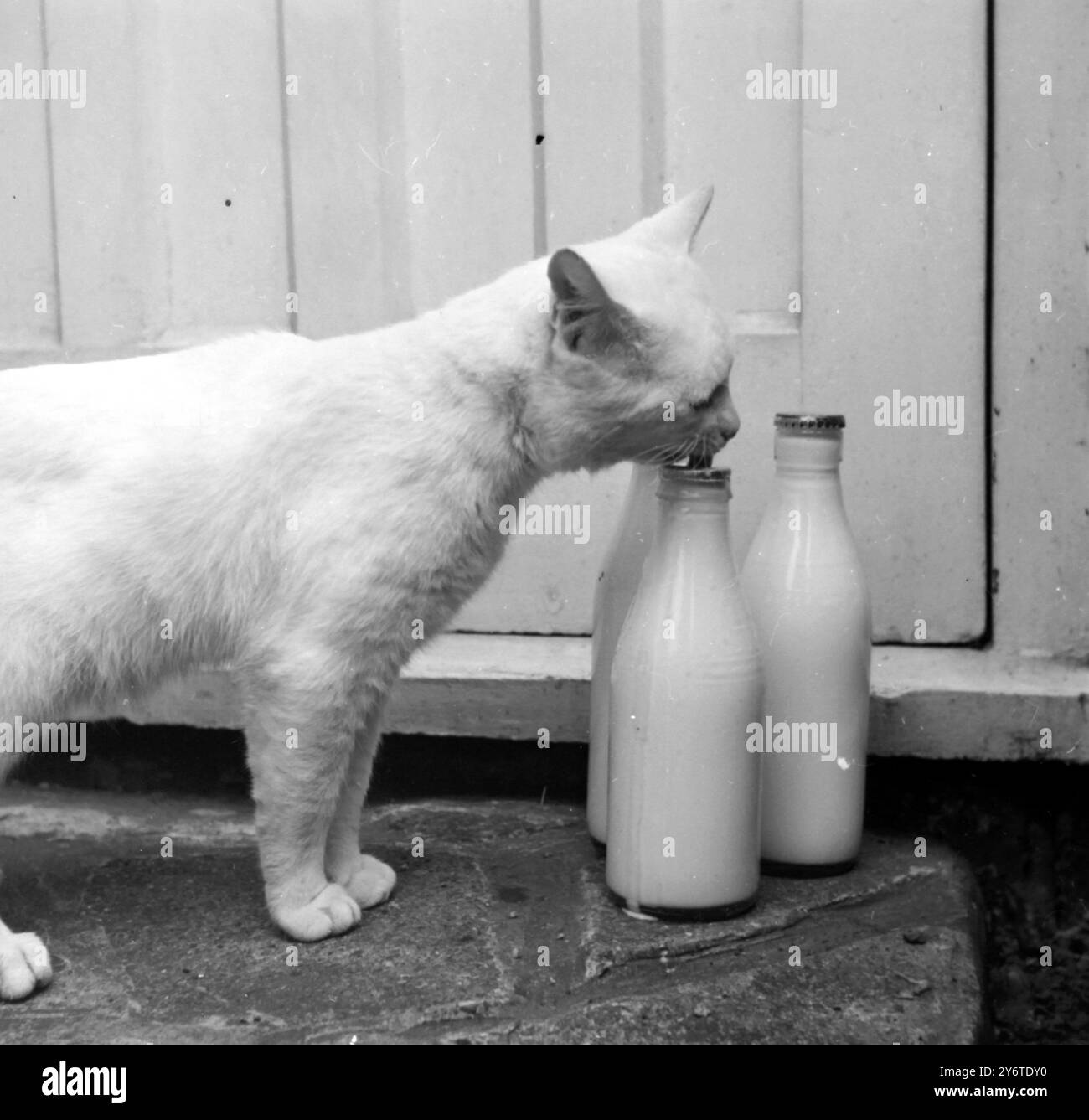 Cat and milk Black and White Stock Photos & Images - Alamy