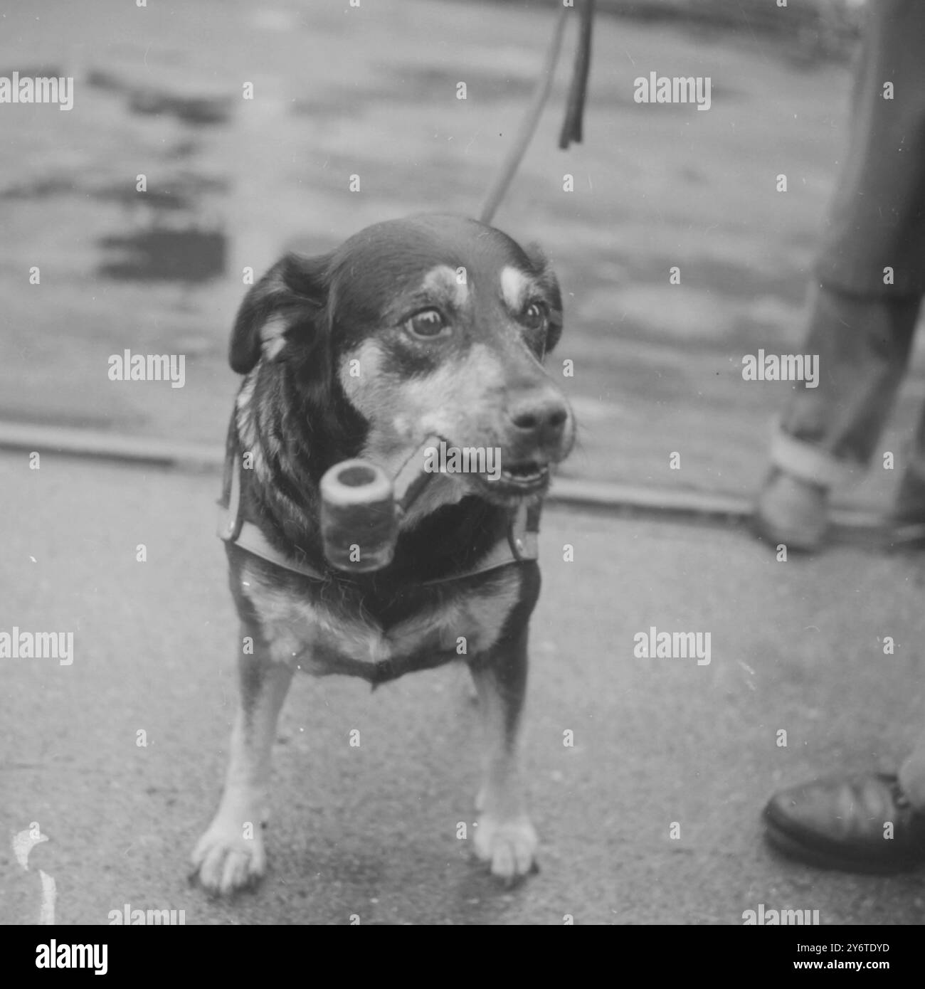 Dog smoking a pipe hi-res stock photography and images - Alamy