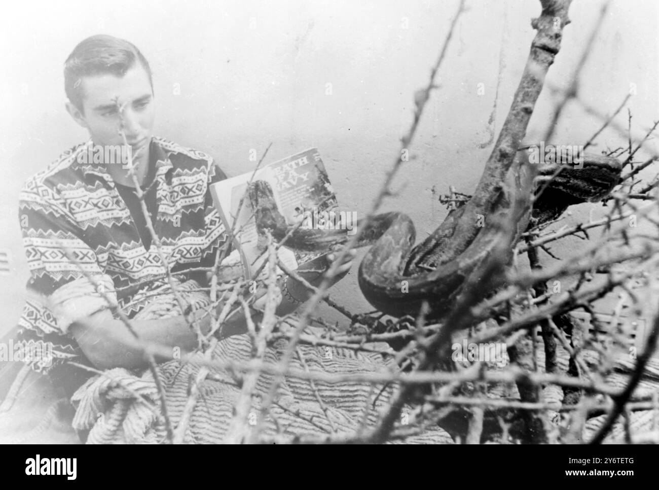 Python pit hi-res stock photography and images - Alamy